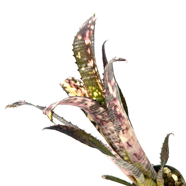 観葉植物　_gardening　_hachu　園芸　ガーデニング　ビバリウム　アクアテラリウム　パルダリウム　両爬向き植物　斑入り　柄　筒　レア　インテリア　アナナス　パイナップル科　ブロメリア　タンクブロメリア　着生植物　Ｂｉｌｌｂｅｒｇ...