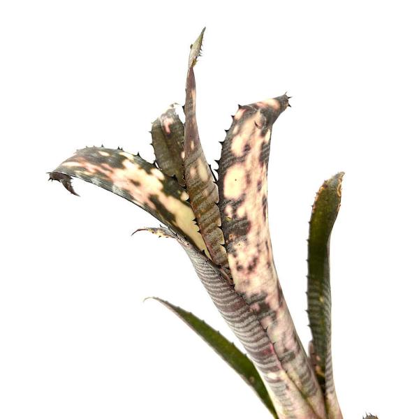 観葉植物　_gardening　_hachu　園芸　ガーデニング　ビバリウム　アクアテラリウム　パルダリウム　両爬向き植物　斑入り　柄　筒　レア　インテリア　アナナス　パイナップル科　ブロメリア　タンクブロメリア　着生植物　Ｂｉｌｌｂｅｒｇ...