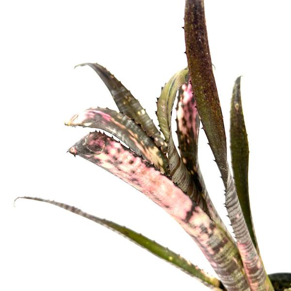 観葉植物　_gardening　_hachu　園芸　ガーデニング　ビバリウム　アクアテラリウム　パルダリウム　両爬向き植物　斑入り　柄　筒　レア　インテリア　アナナス　パイナップル科　ブロメリア　タンクブロメリア　着生植物　Ｂｉｌｌｂｅｒｇ...