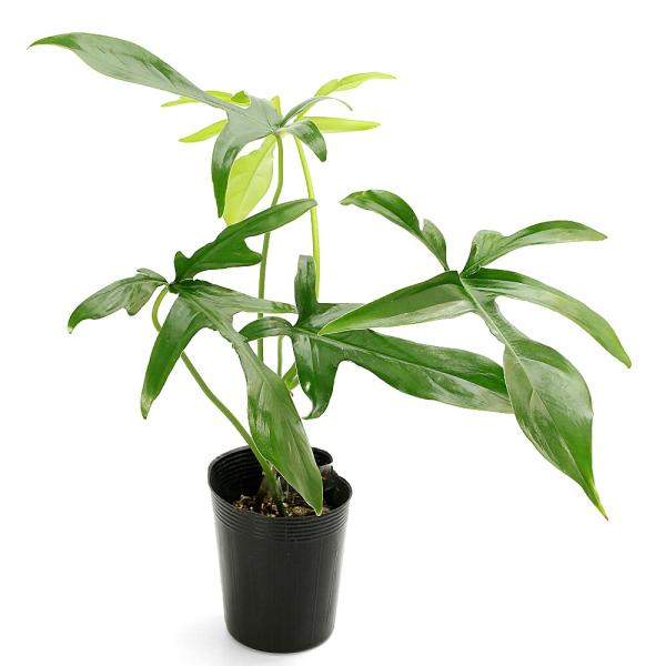 フィロデンドロン　クエルシフォリウム　オークリーフフィロデンドロン　Ｐｈｉｌｏｄｅｎｄｒｏｎ　ｑｕｅｒｃｉｆｏｌｉｕｍ　Ｐｈｉｌｏｄｅｎｄｒｏｎ　ｐｅｄａｔｕｍ　育て方　育成方法　栽培方法　rknd　2026tuuki　y26m08