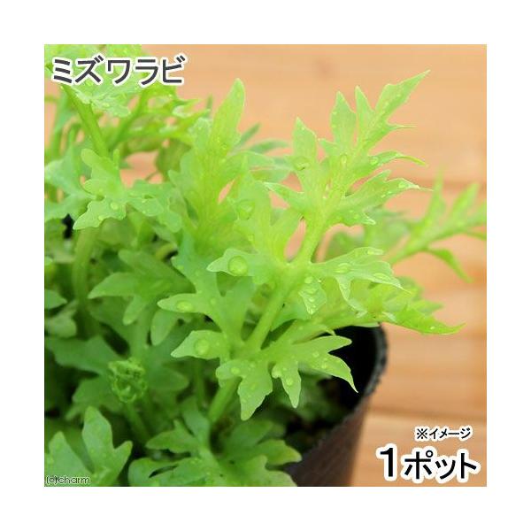 aqua　_gardening　金魚・メダカ　水辺植物　水生植物　ガーデニング　その他水辺植物　all_plants　20140828　ウォータースプライト　ミズワラビ　育て方　育成方法　栽培方法　抽水植物　和名　水蕨　ビオトープ　jpj2...