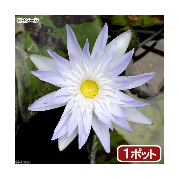 _gardening　_aqua　スイレン　睡蓮　栽培　育て方　ビオトープ　熱帯性スイレン　ガーデニング　水辺植物　ブルー　all_plants　熱帯性睡蓮シリーズ　20170623　ＹＳ　アバランチ　‘Ａｖａｌａｎｃｈｅ’　育成方法　栽培...