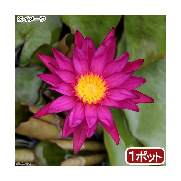 _gardening　スイレン　睡蓮　栽培　育て方　熱帯性スイレンまつり　ビオトープ　熱帯性スイレン　ガーデニング　水辺植物　all_plants　nettaipoint　熱帯性睡蓮シリーズ　Virginia　Mclane　植物　植物生体　...