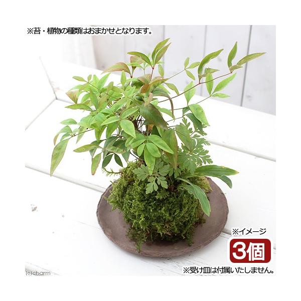 こけだま　苔玉　ガーデニング　コケ　苔　観葉植物　20171106　ＲＭ　植物　植物生体　ガーデニング生体　育て方　育成方法　栽培方法　こけ玉　野草　雑草　山野草　和　和風　侘び寂び　わびさび　banner_kokedama　keiroun...