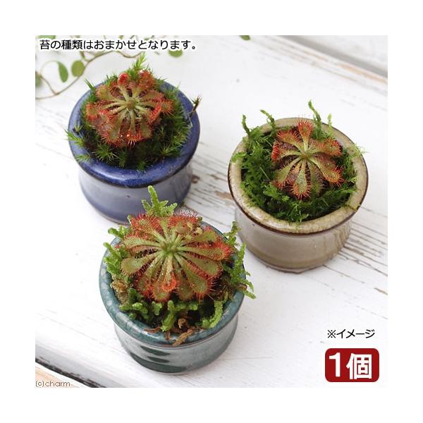 paludariumplants　パルダリウム　テラリウム　_gardening　_hachu　_interior　_kame　苔　盆栽　インテリア　観葉植物　園芸　ガーデニング　ビバリウム　アクアテラリウム　食虫植物　ドロセラ　drose...