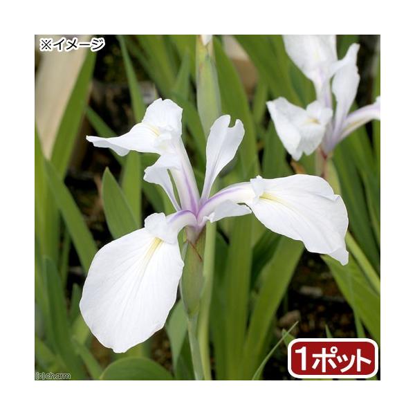 _aqua　_gardening　ビオトープ　水辺植物　水生植物　ayame　ガーデニング　その他水辺植物　gw_ガーデニング　all_plants　カキツバタ2012　育て方　育成方法　栽培方法　039_list　20180413　ＲＭ　...