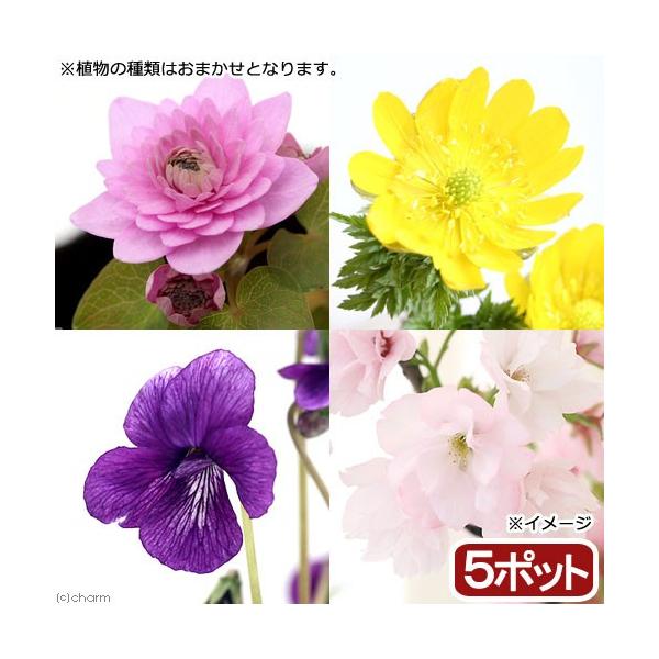 _gardening　ガーデニング　山野草　ＲＭ　20180208　sannyasou_2014　gar0620_sanya　s31Irb6_bitp　s31b_CsrJcm　gar_sanya1412　gar_sanya1502　植物　植...