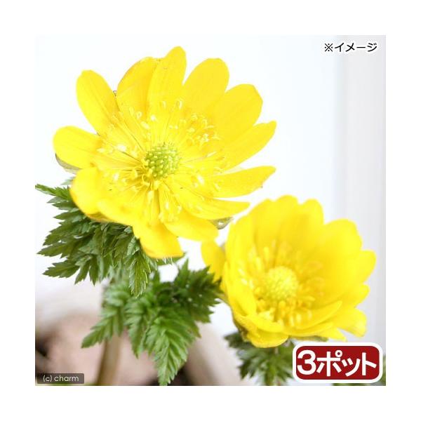 _gardening　ガーデニング　山野草　テラリウム　福寿草　フクジュソウ　Ａｄｏｎｉｓ　ｒａｍｏｓａ　ガンジツソウ　お正月　元日草　ツイタチソウ　朔日草　キンポウゲ　NT　20140205　植物　植物生体　ガーデニング生体　育て方　育成...