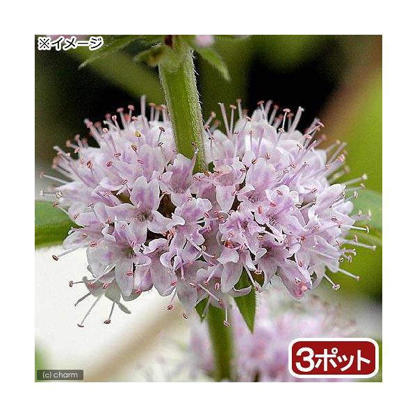 _aqua　_gardening　金魚・メダカ　スイレン　睡蓮　栽培　育て方　ビオトープ　ガーデニング　水辺植物　all_plants　YH　ontaiseisuiren　20130310　植物　植物生体　ガーデニング生体　育成方法　栽培方...