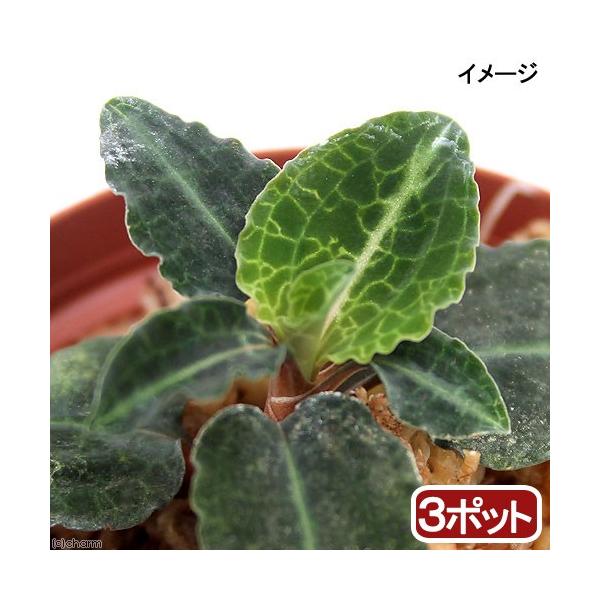 _aqua　_gardening　_kame　観葉植物　園芸　ガーデニング　ビバリウム　アクアテラリウム　パルダリウム　水草　宝石蘭　宝石ラン　シュスラン属　ミヤマウズラの仲間　グッディエラ　Ｇｏｏｄｙｅｒａ　ｂｉｆｌｏｒａ　juwel　o...