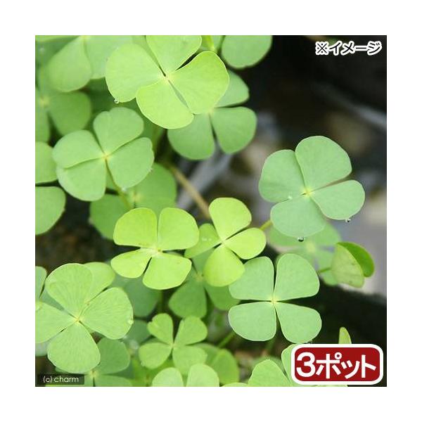 _kame　_hachu　_gardening　ビオトープ　水辺植物　水生植物　ウォータークローバー　デンジソウ　ガーデニング　タノジモ　カタバミモ　ヨツバウキクサ　カツモ　田字草　水辺植物all_plants　FOUR　LEAF　CLOV...