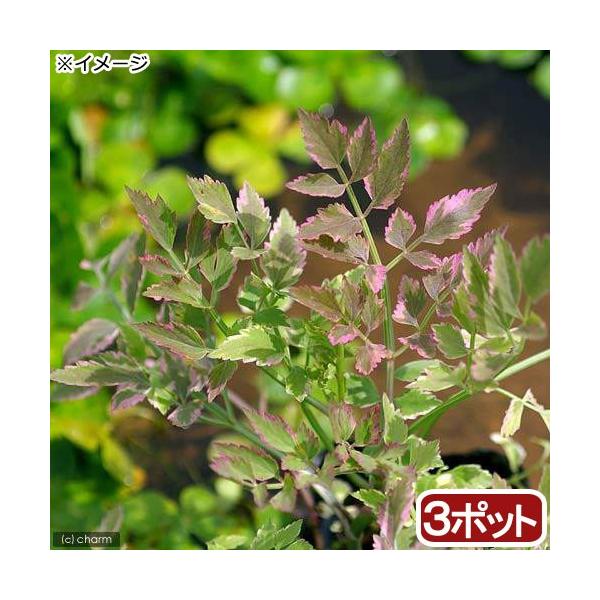 _gardening　Ｏｅｎａｎｔｈｅ　ｊａｖａｎｉｃａ　ｖａｒ．　曙芹　ビオトープ　水辺植物　水生植物　ガーデニング　all_plants　20180311　RM　両爬向き植物　bio_130715　山野草　sanyasou140619　...