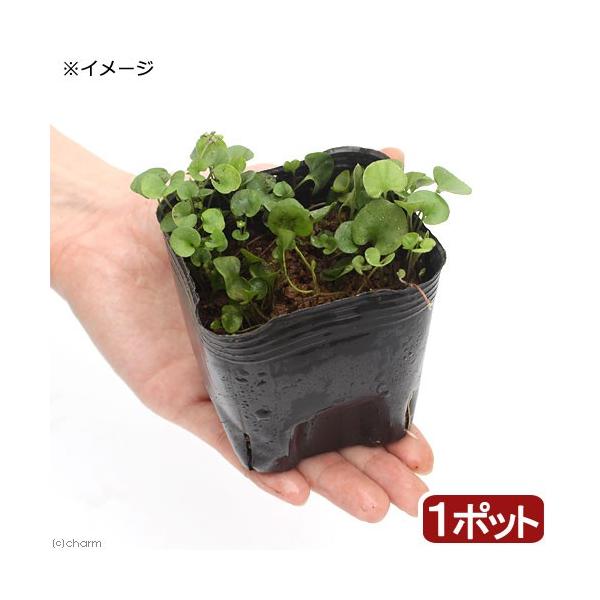 金魚・メダカ　_aqua　_gardening　◎　ガーデニング　山野草　20180413　ＲＭ　greepla10bai1406　marine_0722tanndoku　植物　植物生体　ガーデニング生体　育て方　育成方法　栽培方法　Ｄｉｃ...