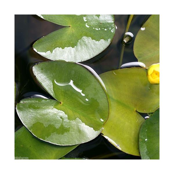 _aqua　_gardening　ビオトープ　ガーデニング　水辺植物　その他水辺植物　all_plants　植物　植物生体　ガーデニング生体　育て方　育成方法　栽培方法　20190811　ＲＭ　コウホネ　ヒメコウホネ　姫河骨　河骨　opa2...