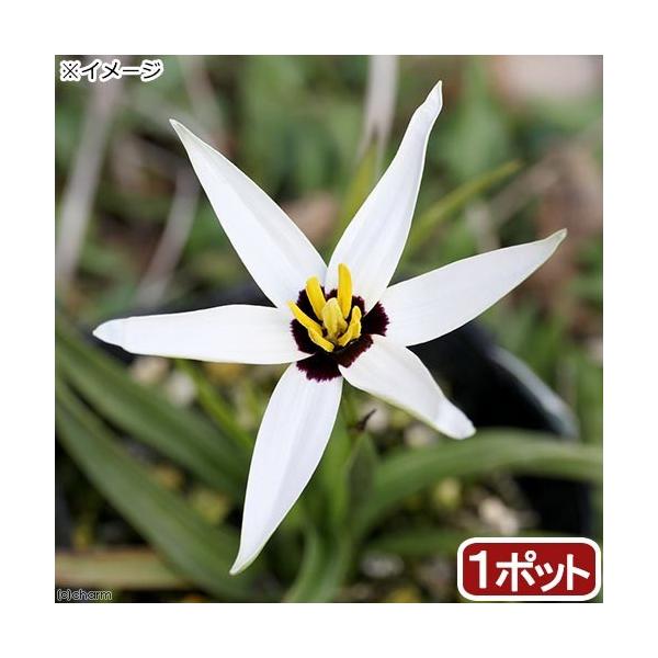 ガーデニング　_gardening　苗　鉢植え　ポット　ガーデニング生体　育て方　育成方法　栽培方法　管理方法　植物　植物生体　花　アッツザクラ　Ｓｐｉｌａｘｅｎｅ　ｃａｐｅｎｓｉｓ　ロードヒポキシス　アッツ桜　星咲き　20190217　R...