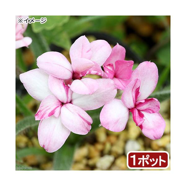 ガーデニング　_gardening　苗　鉢植え　ポット　ガーデニング生体　育て方　育成方法　栽培方法　管理方法　植物　植物生体　花　アッツザクラ　Ｒｈｏｄｏｈｙｐｏｘｉｓ　‘Ｏｄｏｒｉｋｏ’　ロードヒポキシス　アッツ桜　踊り子　オドリコ　2...