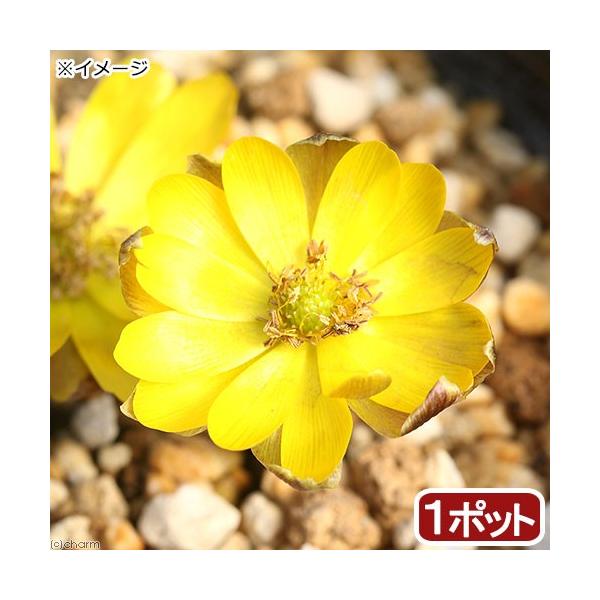 _gardening　ガーデニング　山野草　テラリウム　福寿草　フクジュソウ　Ａｄｏｎｉｓ　ｒａｍｏｓａ　ガンジツソウ　お正月　元日草　ツイタチソウ　朔日草　キンポウゲ　NT　20140205　植物　植物生体　ガーデニング生体　育て方　育成...