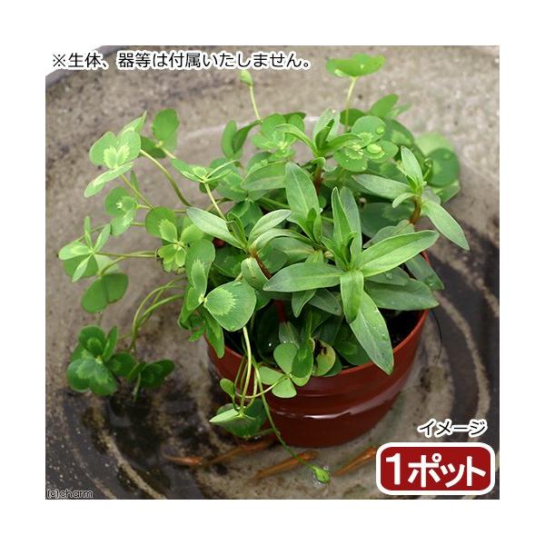 wpgroupplanting　_aqua　_gardening　ビオトープ　水辺植物　ムチカとミソハギの寄せ植え　ＮＫＢ　20140727　ムチカ　ミソハギ　ガーデニング　その他水辺植物　金魚・メダカ・錦鯉・日淡　スイレン・ハス・水辺植物...