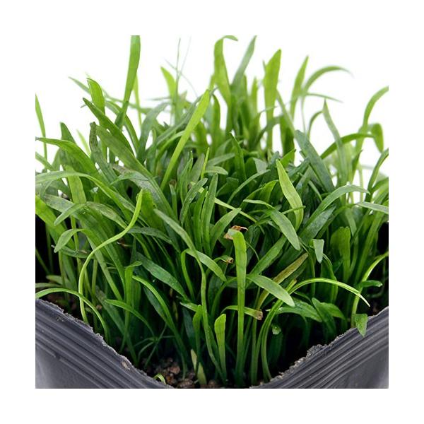 _gardening　金魚・メダカ　ビオトープ　ガーデニング　水辺植物　その他水辺植物　育て方　育成方法　栽培方法　湿生植物　水草　抽水植物　沈水植物　アクアリウム　産卵床　メダカ　産卵　隠れ家　小型　前景　へびくびそう　セリ科　リラエオプ...