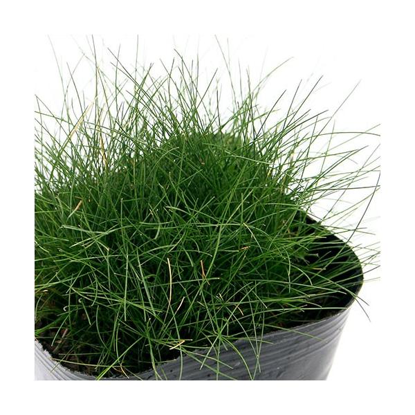 _gardening　ビオトープ　ガーデニング　水辺植物　その他水辺植物　育て方　育成方法　栽培方法　湿生植物　水草　抽水植物　沈水植物　アクアリウム　産卵床　メダカ　産卵　隠れ家　小型　Ｅｌｅｏｃｈａｒｉｓｕ　ｐａｒｖｕｌａ　ヘアーグラス...
