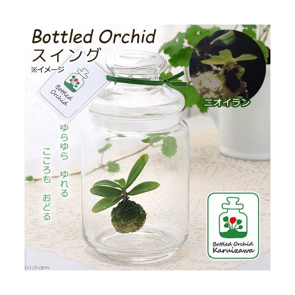 koketerra_series1802　koketera　koke_tera　kokemoss_terrarium　苔Ｔｅｒｒａシリーズ　テラリウムガラス　テラリウムキット　コケシリーズ　terrarium　ガーデニング　観葉植物　苔テラ...