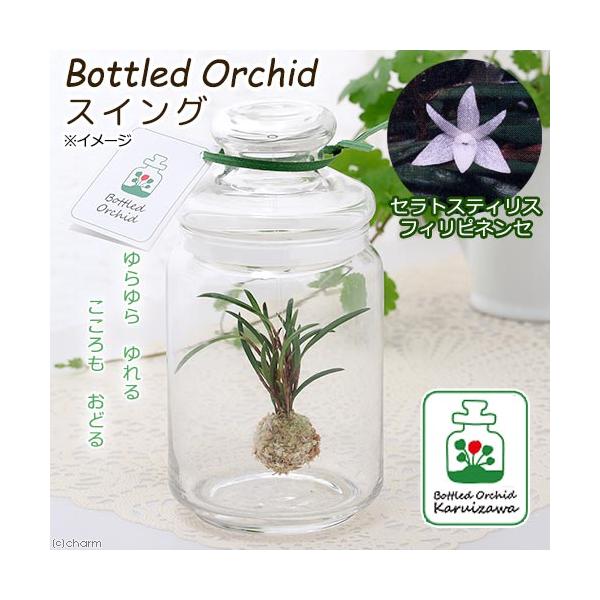 koketerra_series1802　koketera　koke_tera　kokemoss_terrarium　苔Ｔｅｒｒａシリーズ　テラリウムガラス　テラリウムキット　コケシリーズ　terrarium　ガーデニング　観葉植物　苔テラ...