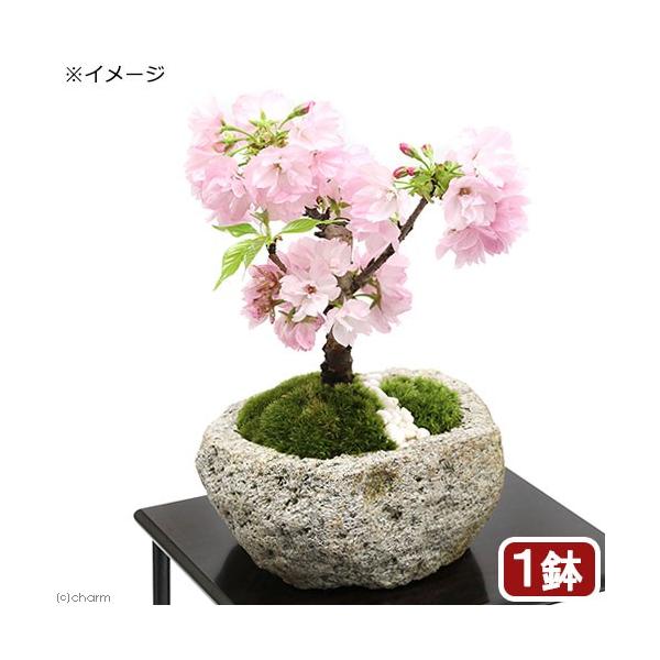 _gardening　ガーデニング　インテリア　山野草　寄せ植え　苔盆栽　抗火石鉢植え　山野草おまかせ　20190407　HF　盆栽　和モダン　インテリア・雑貨　グリーン　fk_bonsai　観葉　jityu　アサヒヤマサクラ　あさひやまざ...