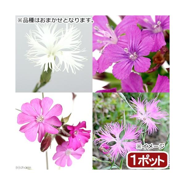 _gardening　山野草　川原　河原撫子　カーネーション　赤花　アカバナ　日本固有　ガーデニング　花　苗　ナデシコ　撫子　Ｄｉａｎｔｈｕｓ　ｓｕｐｅｒｂｕｓ　ｖａｒ．ｌｏｎｇｉｃａｌｙｃｉｎｕｓ　20190415　ＲＭ　育て方　育成方法...