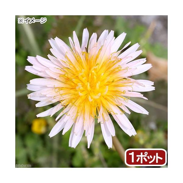 _gardening　ing　ガーデニング　山野草　植物　植物生体　ガーデニング生体　タンポポ　育て方　育成方法　栽培方法　090list　20190506　RM　ヒベニ　緋紅タンポポ　緋紅蒲公英　キク科　タンポポ属　Taraxacum　p...