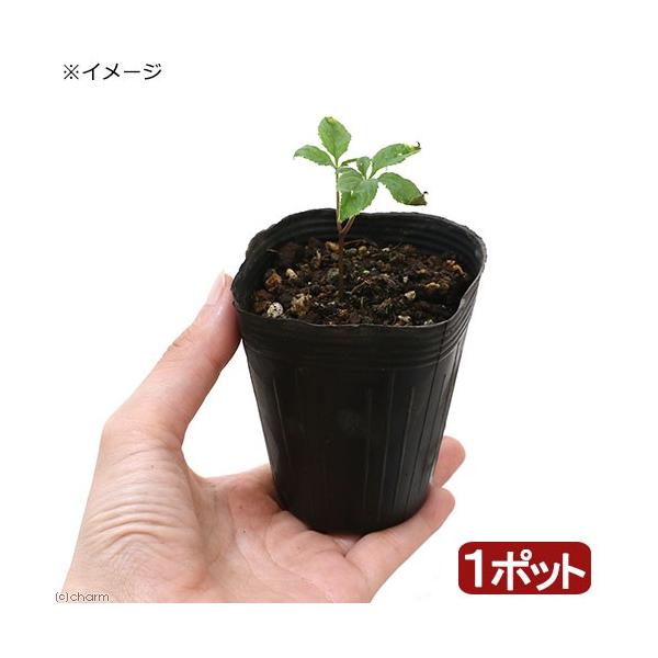 ガーデニング　_gardening　苗　野菜苗　鉢植え　ポット　育て方　育成方法　栽培方法　植物　植物生体　家庭菜園　山菜　高麗人参　高麗ニンジン　朝鮮人参　朝鮮ニンジン　こうらいにんじん　ちょうせんにんじん　オタネニンジン　御種人蔘　ウコ...