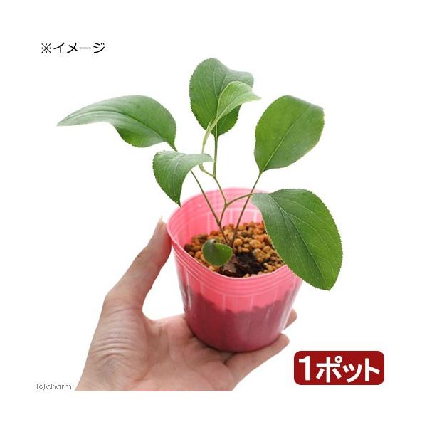 _gardening　ガーデニング　山野草　雄山火口　ヤマゴボウ　Ａｔｒａｃｔｙｌｏｄｅｓ　ｏｖａｔａ　植物　植物生体　ガーデニング生体　育て方　育成方法　栽培方法　20190611　ＲＭ　山菜　キク科　オケラ属　桃色朮　オケラ　桃色　百朮...