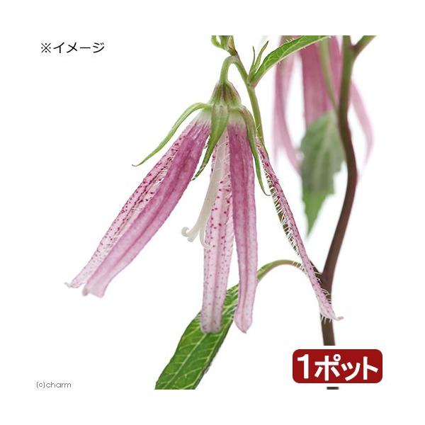 _gardening　ガーデニング　カンパニュラ　Ｃａｎｐａｎｕｌａ　ｔａｋｅｓｉｍａｎａ　‘Ｐｉｎｋ　Ｏｃｔｏｐｕｓ‘　キキョウ　山野草　テラリウム　ＲＭ　20190609　植物　植物生体　ガーデニング生体　育て方　育成方法　栽培方法　ホ...