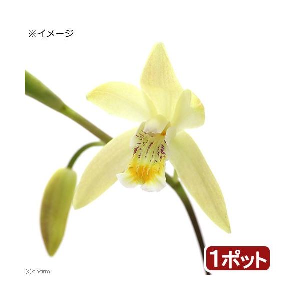 _gardening　ガーデニング　山野草　球根　紫蘭　しらん　kinenガーデニング　tdland55　dasu12　20101210　simad1dガーデニング　20190606　ＲＭ　育て方　育成方法　栽培方法　ＹＭＹＭ　黄花シラン　...