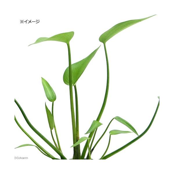 _aqua　_gardening　ビオトープ　水辺植物　水生植物　ミズアオイ　花もの　ガーデニング　その他水辺植物　all_plants　20110420　水辺0420　PICKEREL　WHITE　PONTEDERIA　CORDATA　A...