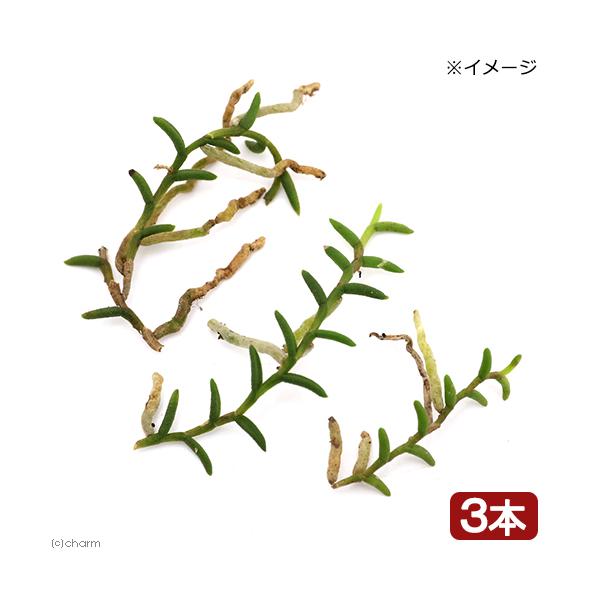 _gardening　ガーデニング　花　苗　らん　蘭　育て方　育成方法　栽培方法　20190703　ＲＭ　plant2017　bnr_hrgmgr　ムカデラン　百足蘭　Ｂｕｌｂｏｐｈｙｌｌｕｍ　ｉｎｃｏｎｓｐｉｃｕｕｍ　ラン科　ムカデラン属...
