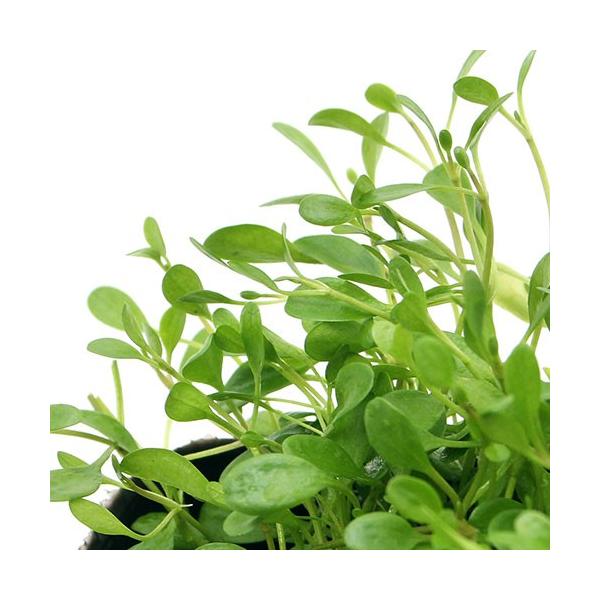 _gardening　ビオトープ　ガーデニング　水辺植物　その他水辺植物　育て方　育成方法　栽培方法　湿生植物　水草　抽水植物　沈水植物　アクアリウム　産卵床　メダカ　産卵　隠れ家　小型　這性　前景　Glossostigma　elatino...