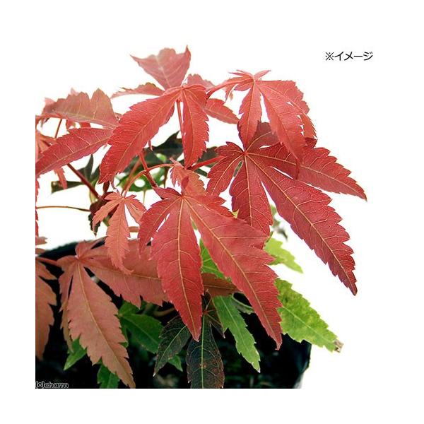 kotenplant　_gardening　観葉植物　苗　鉢植え　ポット　ガーデニング生体　育て方　育成方法　栽培方法　管理方法　植物　植物生体　植木　種類　剪定　園芸　山野草　モミジ　紅葉　椛　イロハモミジ　秋　色葉もみじ　苗木　カエデ　...