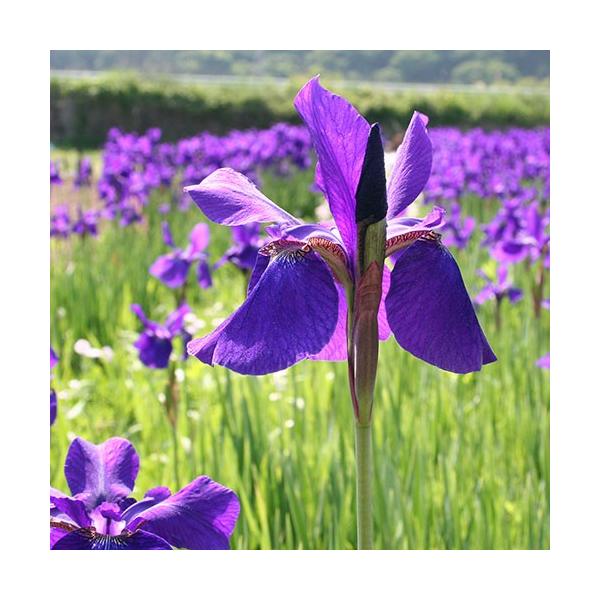 _gardening　ガーデニング　山野草　アヤメ　植物　植物生体　ガーデニング生体　育て方　育成方法　栽培方法　アヤメ科　アヤメ属　Ｉｒｉｓ　ｓａｎｇｕｉｎｅａ　20200110　ＨＦ　opa2_delete