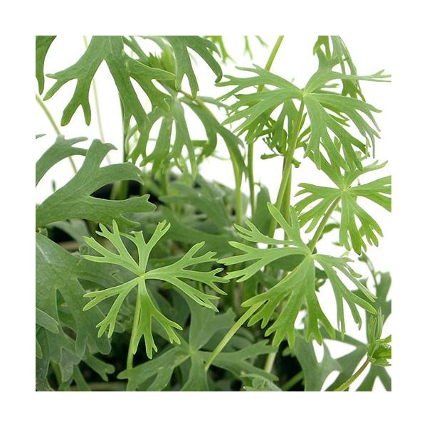 _gardening　ビオトープ　ガーデニング　水辺植物　その他水辺植物　育て方　育成方法　栽培方法　湿生植物　水草　抽水植物　沈水植物　アクアリウム　産卵床　メダカ　産卵　隠れ家　小型　ラヌンクルス　20200105　HF　opa2_de...