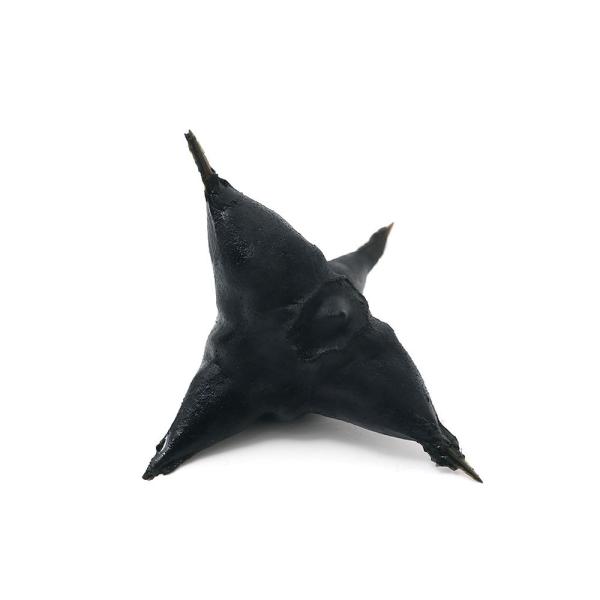 金魚・メダカ　ビオトープ　水辺植物　水生植物　浮葉植物　ヒシ　ガーデニング　水辺植物　その他水辺植物　植物生体　ガーデニング生体　育て方　育成方法　栽培方法　浮葉植物　鬼菱　オニヒシ　オニビシ　菱　種子　種　実　果実　休眠　越冬　芽　冬芽　...