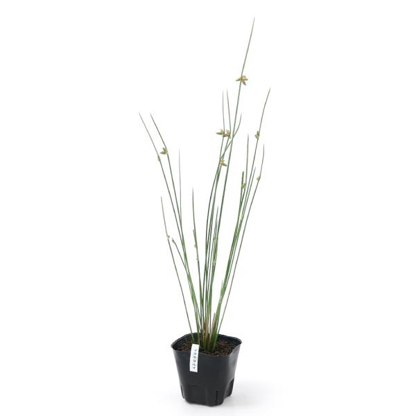 _aqua　_gardening　金魚・メダカ　ビオトープ　ウォーターガーデン　水辺植物　水生植物　オーナメンタルグラス　線形状　ガーデニング　植物生体　ガーデニング生体　育て方　育成方法　栽培方法　抽水植物　湿性植物　opa2_delet...