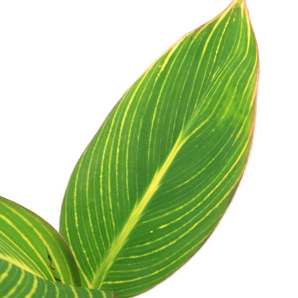 all_plants　_aqua　_gardening　ビオトープ　水辺植物　水生植物　湿生植物　観葉植物　ガーデニング　植物　植物生体　ガーデニング生体　育て方　育成方法　栽培方法　花　花苗　花物　花壇　花壇苗　カラーリーフ　カンナ　水カ...