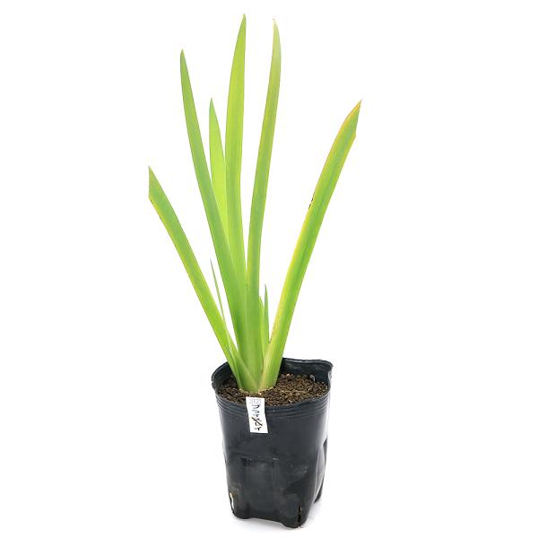 _aqua　_gardening　ビオトープ　水辺植物　水生植物　湿生植物　ガーデニング　その他水辺植物　all_plants　ルイジアナアイリス　アイリス　アメリカ系　花菖蒲　洋風花菖蒲　ウォーターガーデニング　アヤメ科　植物　植物生体　...