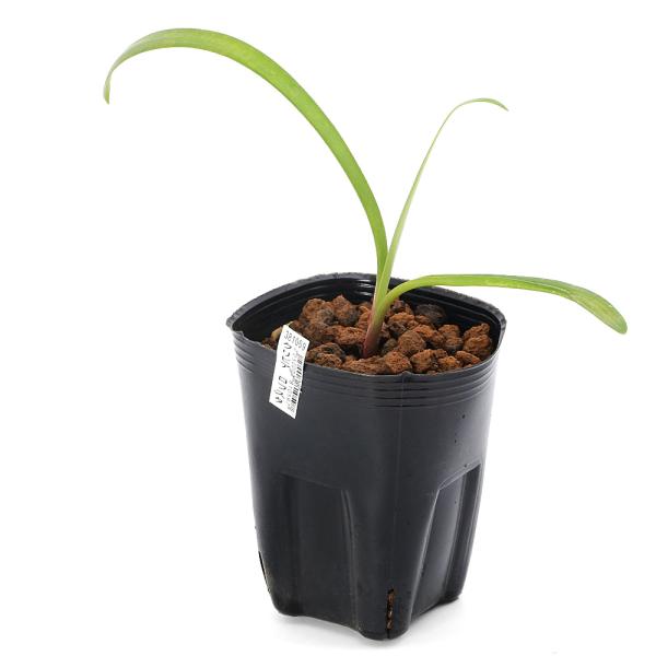 （観葉植物）　観葉植物　ガーデニング　花　苗　クンシラン　君子蘭　育て方　育成方法　栽培方法　opa2_delete　クリビア属　Ｃｌｉｖｉａ　robusta　ヒガンバナ科　クンシラン属　AISHI　ｙ25ｍ03　20250308　2025...