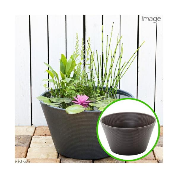 _gardening　_interior　sfset　_aqua　睡蓮鉢グレー　風山石と流木のレイアウトセット　０３　ビオトープ　ガーデニング　園芸用品　レイアウト　自然　睡蓮　スイレン　水辺植物　20180812　ＫＫ　メダカ　あぜなみレ...