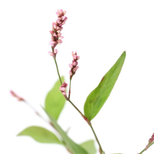 _aqua　_gardening　金魚・メダカ　水辺植物　水生植物　有茎種　その他水辺植物　ガーデニング　ビオトープ　植物　植物生体　ガーデニング生体　育て方　育成方法　栽培方法　湿性植物　Persicaria longiseta　アカマン...
