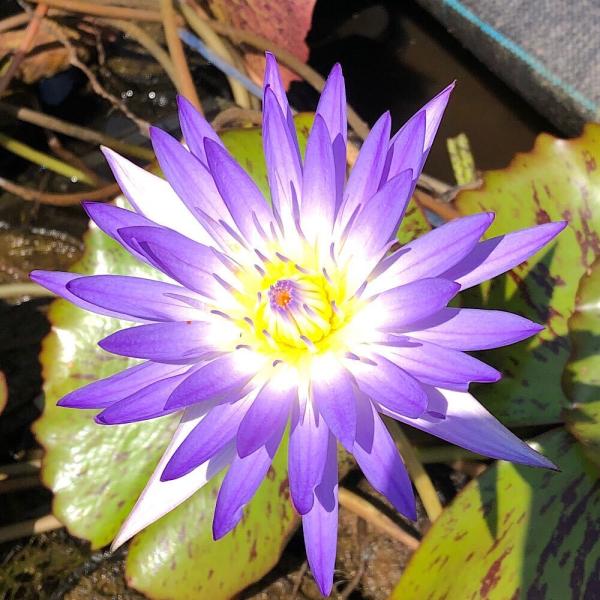 _gardening　スイレン　睡蓮　栽培　育て方　熱帯性スイレンまつり　ビオトープ　睡蓮　スイレン　熱帯性スイレン　ガーデニング　水辺植物　all_plants　熱帯性２４年度　熱帯性睡蓮シリーズ　植物　植物生体　ガーデニング生体　育成方...