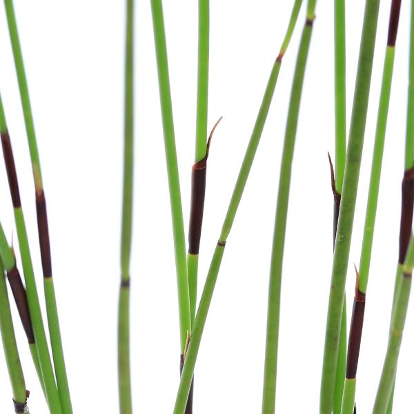 金魚・メダカ　_aqua　_gardening　ビオトープ　水辺植物　水生植物　ガーデニング　水辺植物all_plants　植物　植物生体　ガーデニング生体　育て方　育成方法　栽培方法　地植え　庭植え　エレギア　テクトルム　コンドロペタルム...