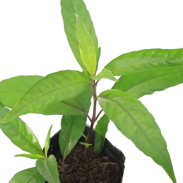 水草　後景草　テラリウム　ビオトープ　オープンアクアリウム　ハイグロフィラ　マダガスカル　キツネノマゴ　ジャスティキア　y24m08 20240820　2024kouki　ＲＳ　キツネノマゴ科　Ａｃａｎｔｈａｃｅａｅ　キツネノマゴ属　Ｊｕｓ...