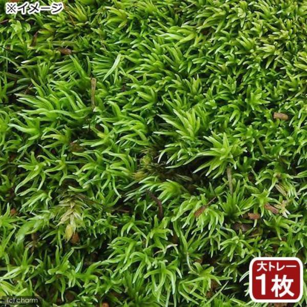 paludariumplants　パルダリウム　テラリウム　line2462terarium　_hachu　コケシリーズ　aquaterrarium　ガーデニング　観葉植物　苔　all_plants　両爬向き植物　邑楽店　盆栽　ビバリウム　...